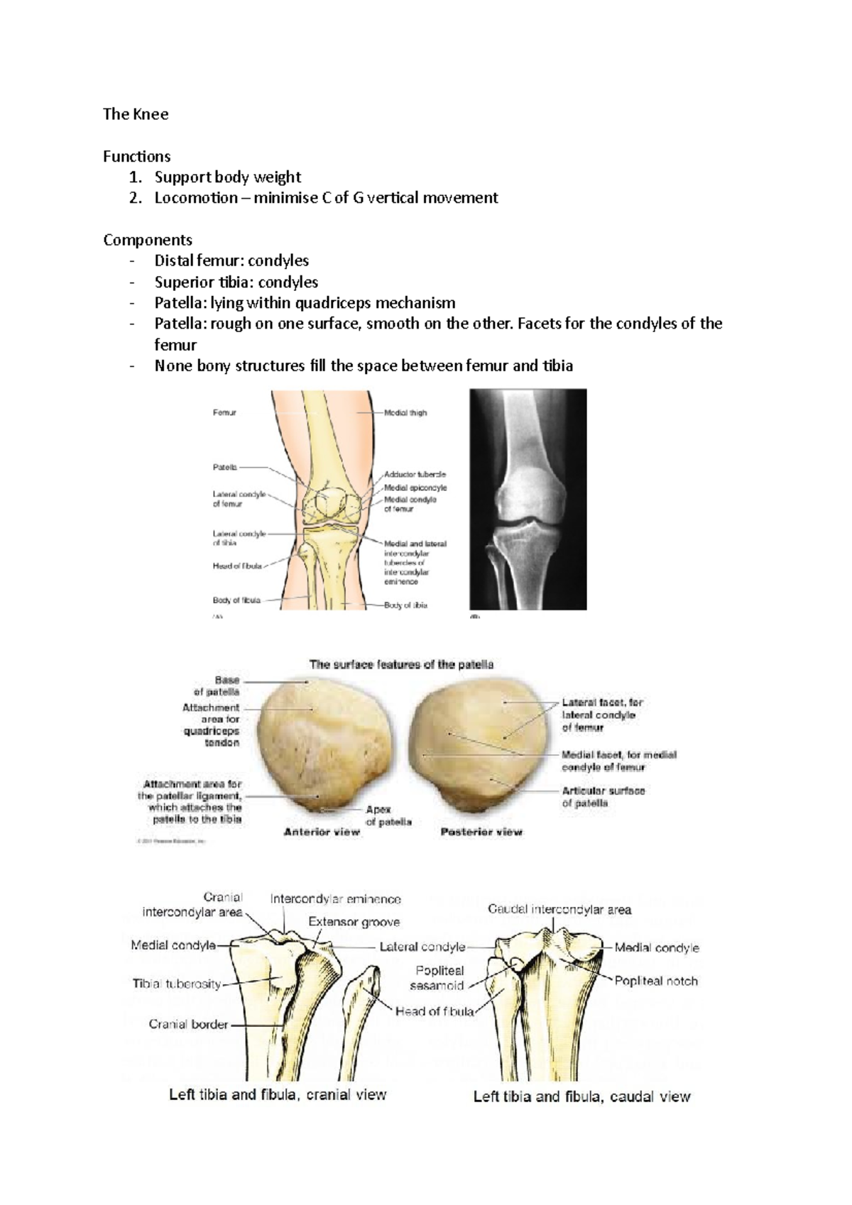 The Knee - Lecture notes - The Knee Functions 1. Support body weight 2 ...