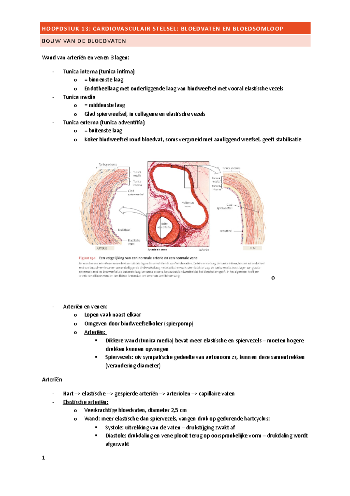 HT13 cardiovasculair stelsel bloedvaten en bloedsomloop - HOOFDSTUK 13 ...