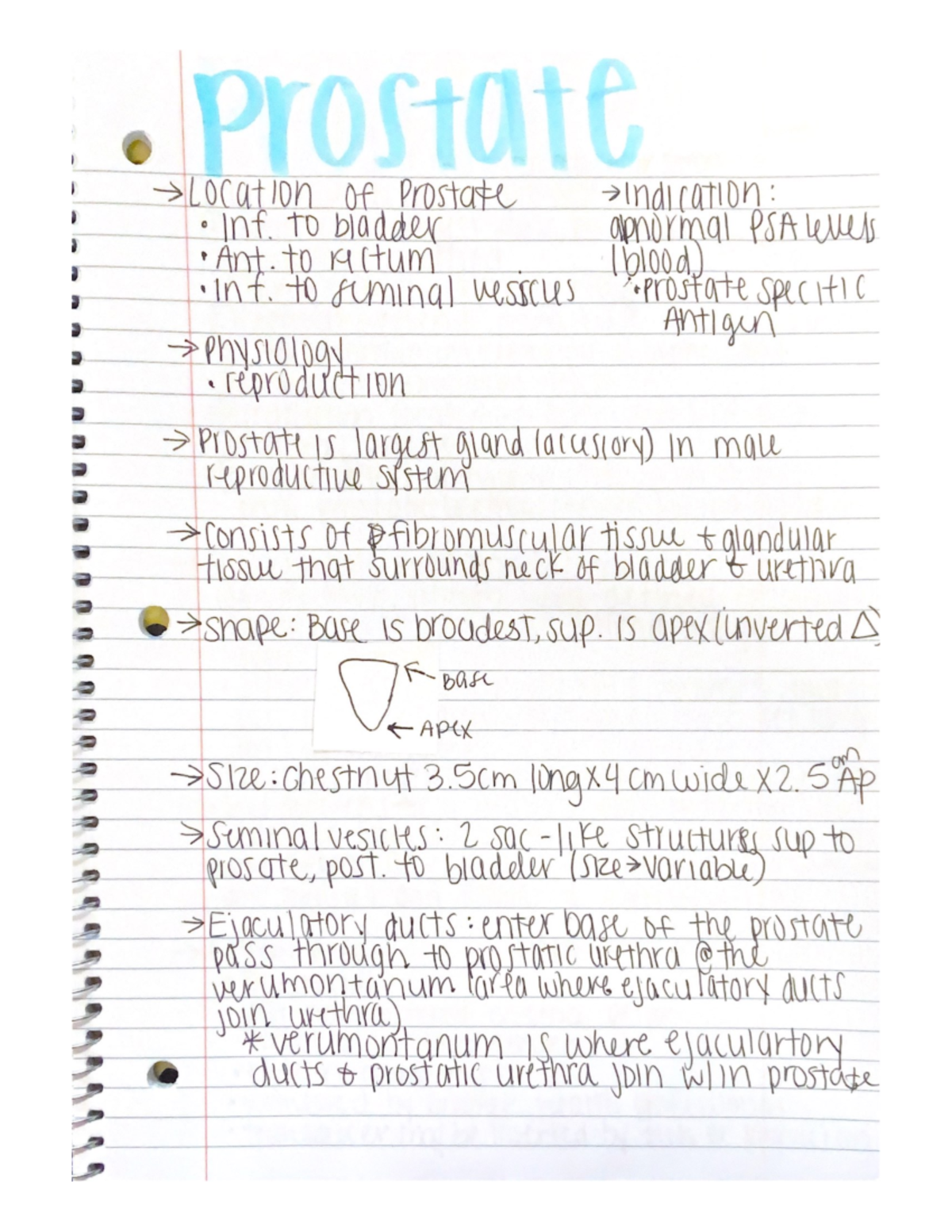 Prostate Class Notes - SON 1101 - Studocu