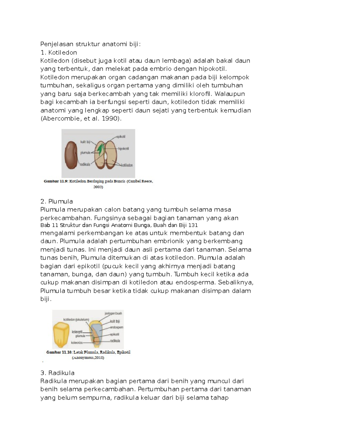 Penjelasan struktur anatomi biji - Penjelasan struktur anatomi biji ...