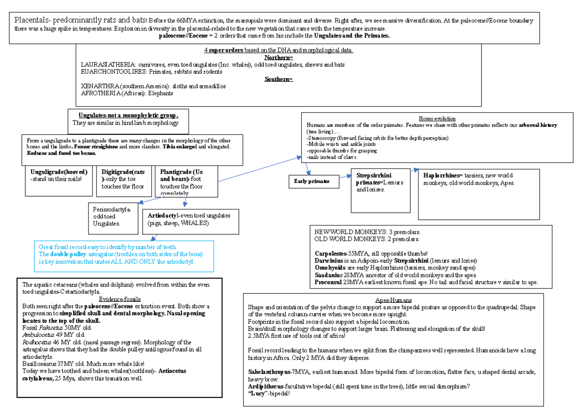Placenteals - Summary Life on Earth - predominantly rats and bats ...