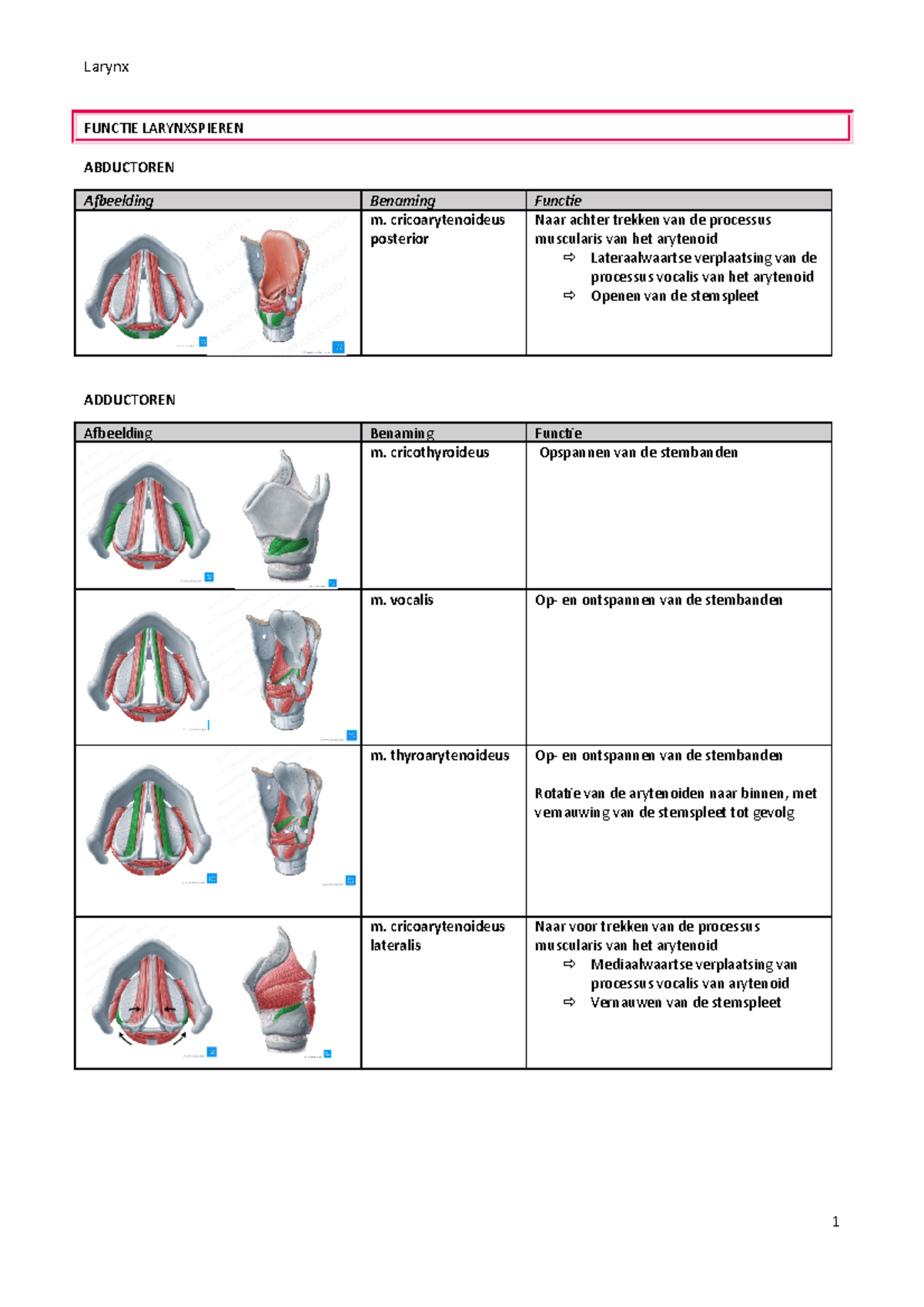 SV les 3 - larynx - FUNCTIE LARYNXSPIEREN ABDUCTOREN Afbeelding ...