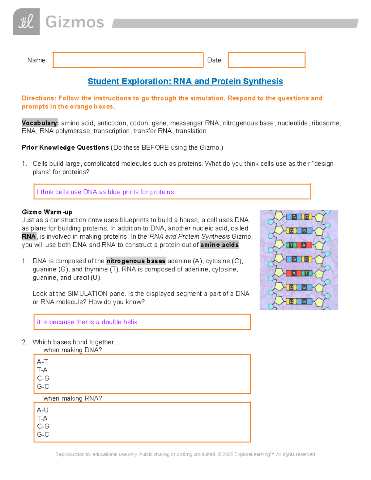 RNA and Protein Synthesis - Name: Date: Student Exploration: RNA and ...
