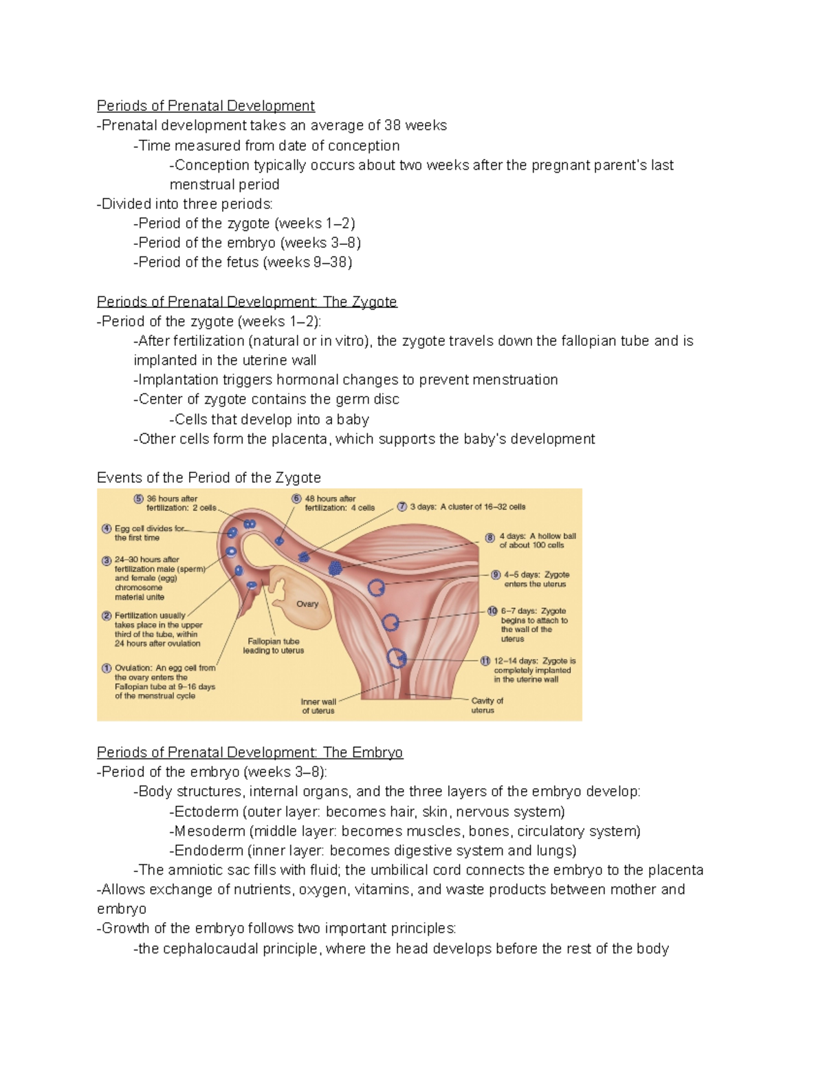 2.2 From Conception to Birth - Periods of Prenatal Development ...