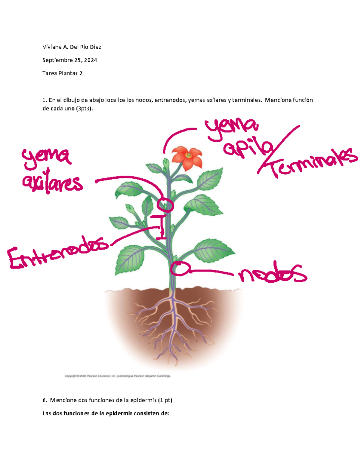 Tarea Plantas 2 - Viviana A. Del Rio Diaz Septiembre 25, 2024 Tarea Plantas 2 En el dibujo de ...