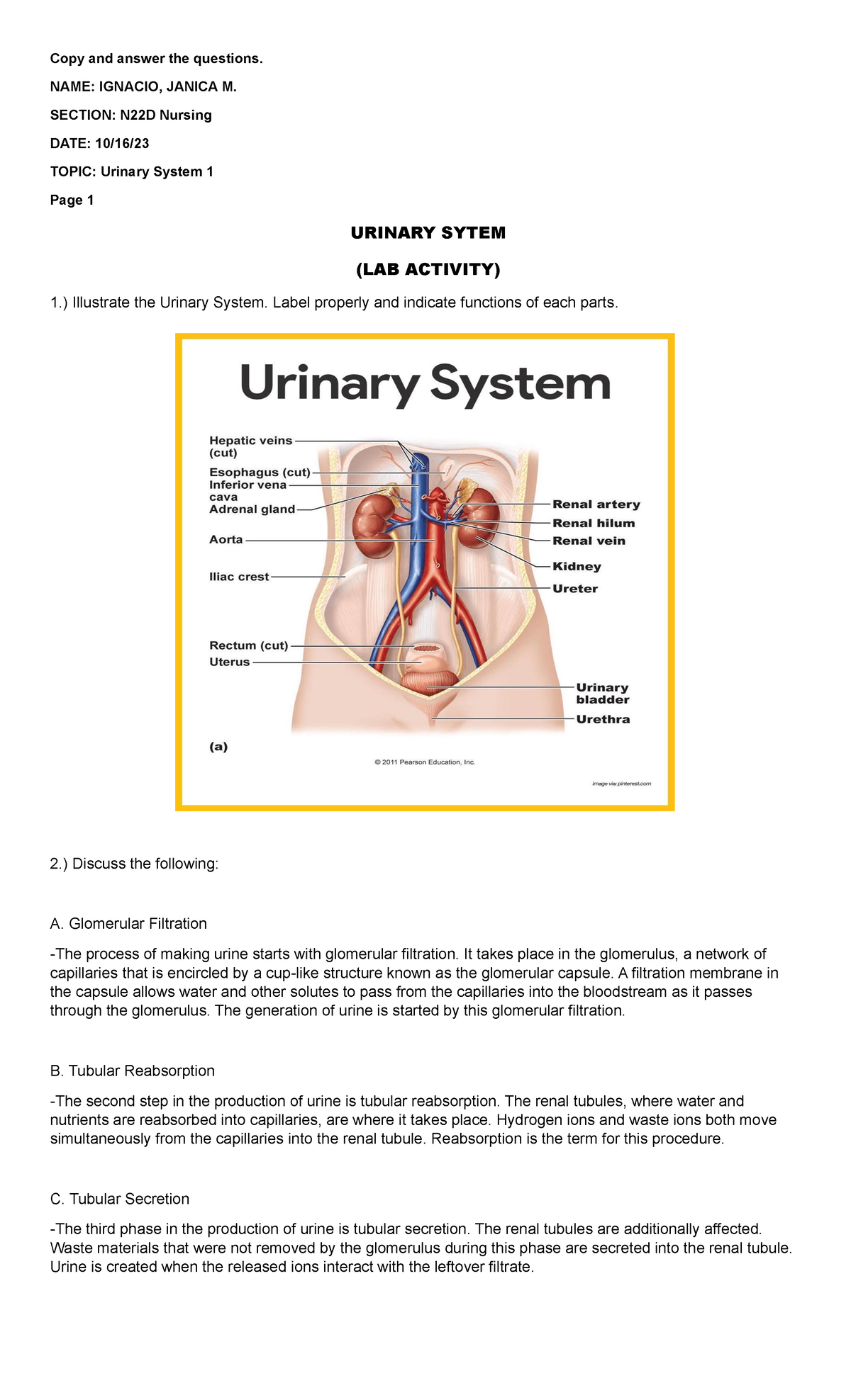 Urinary System Activity 1 - Copy and answer the questions. NAME ...