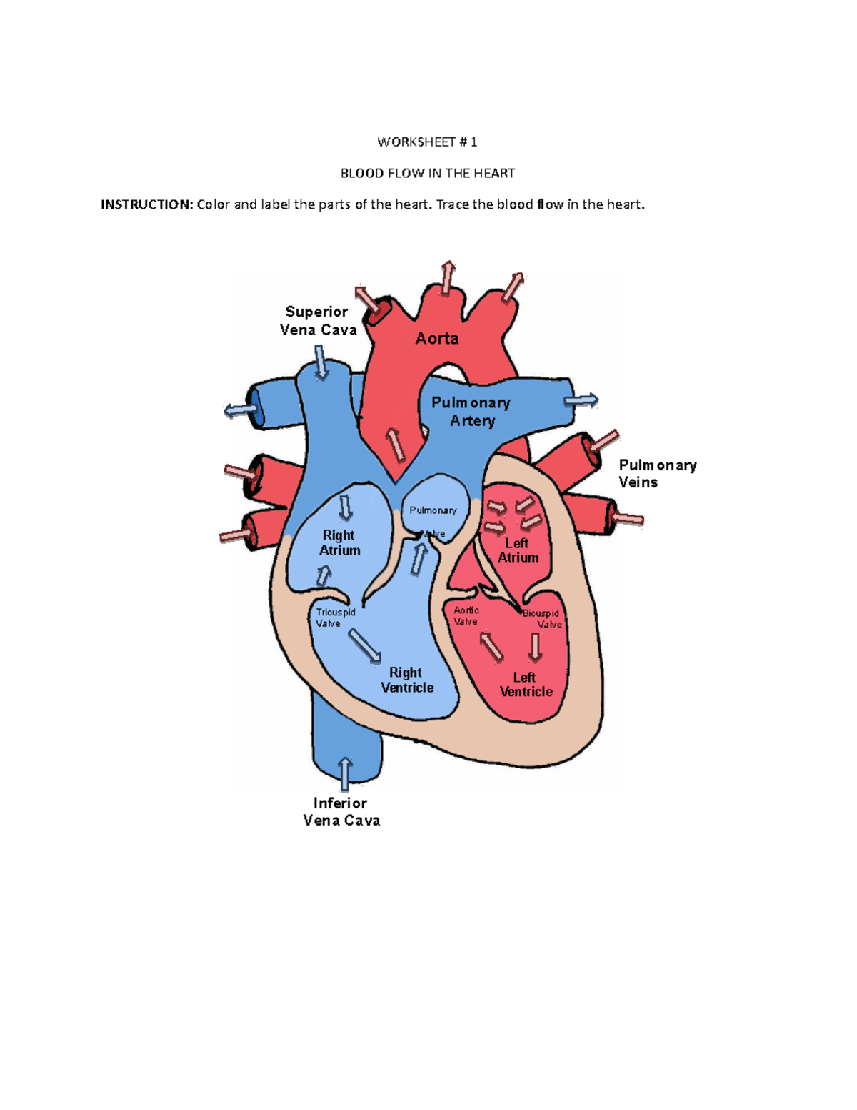 Worksheet in Heart Act. 1 - WORKSHEET # 1 BLOOD FLOW IN THE HEART ...