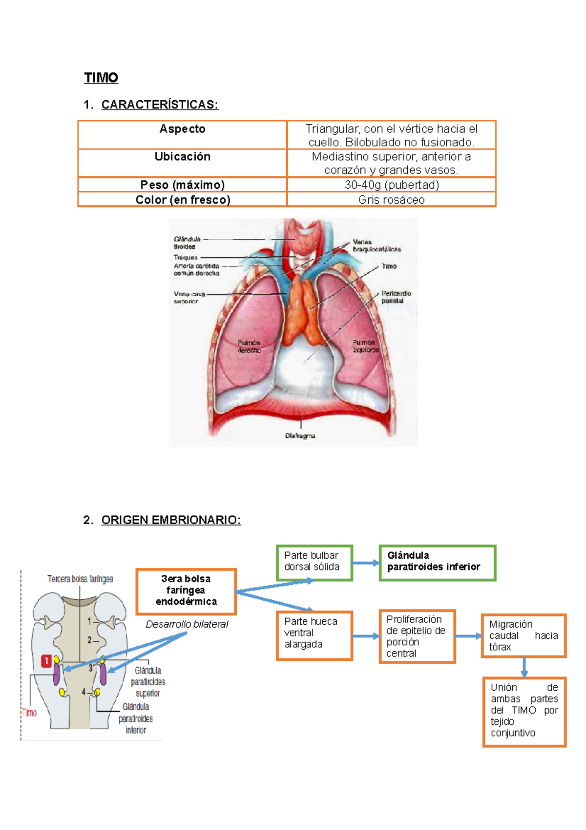 TIMO Informe de histologia - Desarrollo bilateral 3era bolsa faríngea ...