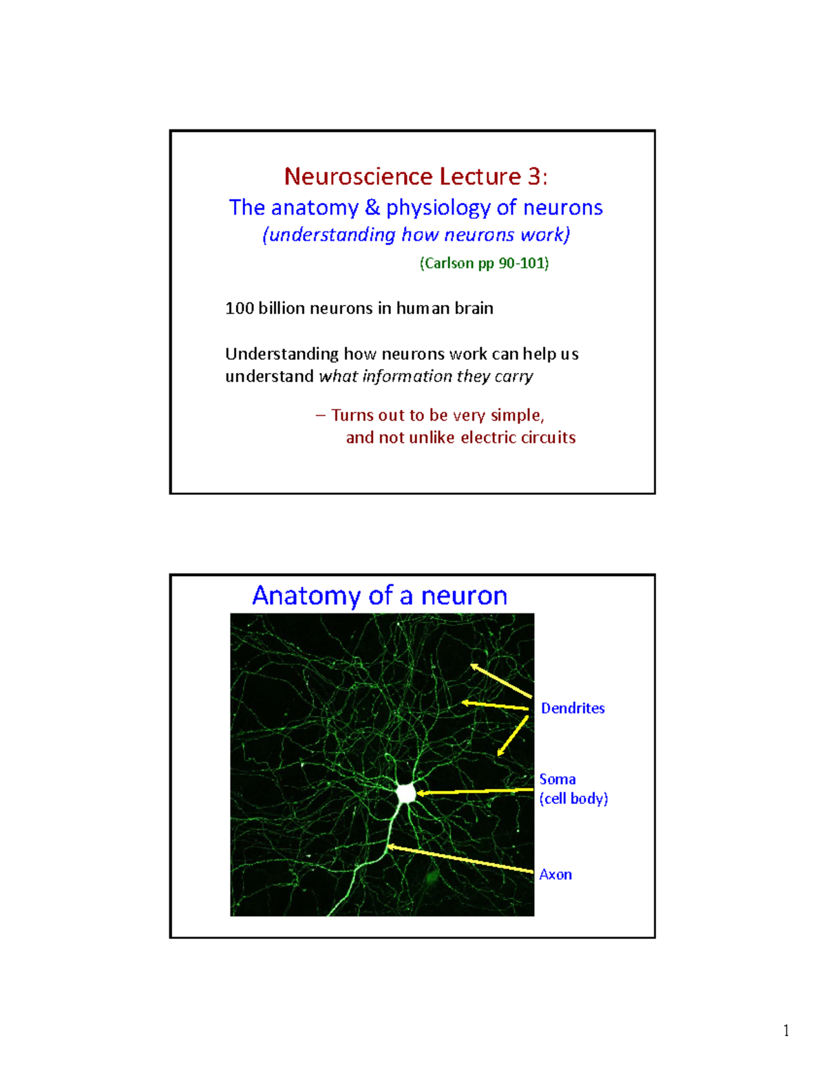 Neuroscience Lecture 3 2017 2slides - (Carlson pp 90 ‐101) ####### 100 ...