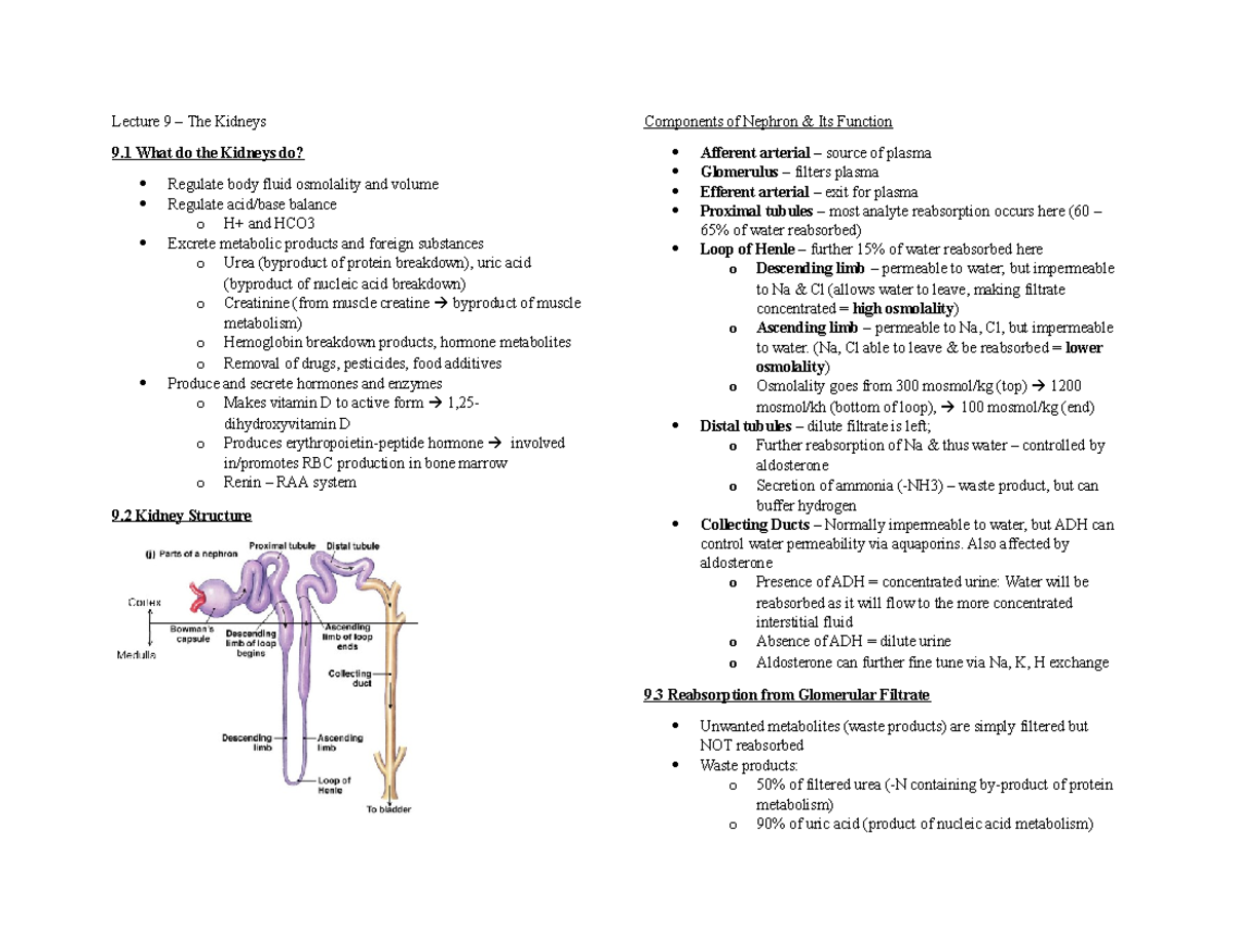 Lecture 9 The Kidneys: Functions Structure and Reabsorption - Studocu