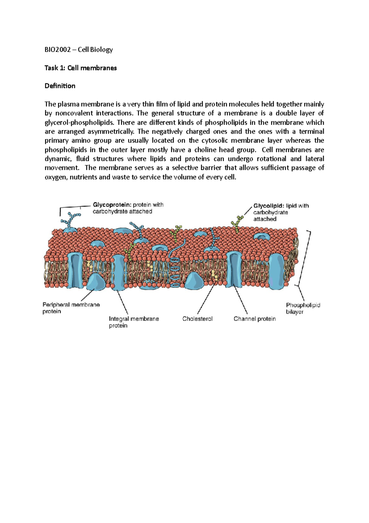 Ultimate summary of all tasks - BIO2002 – Cell Biology Task 1: Cell ...