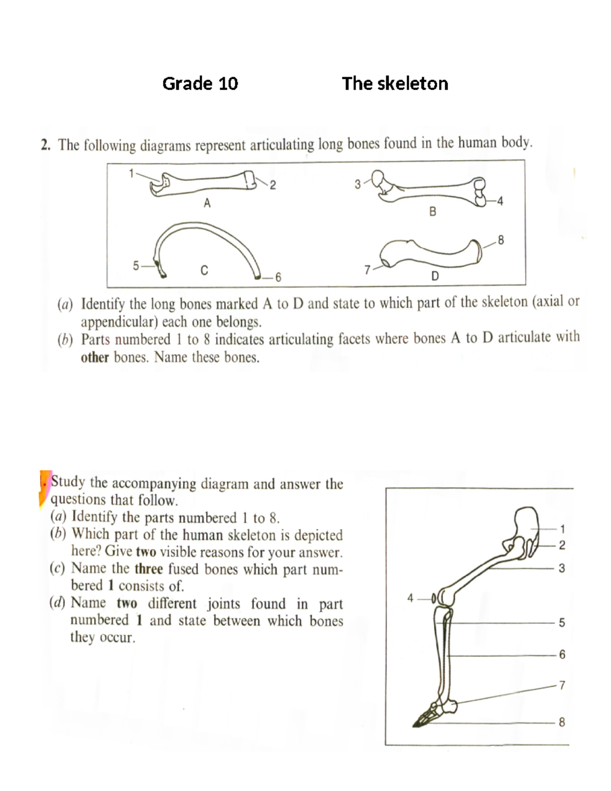 Skeleton questions - Grade 10 The skeleton - Studocu