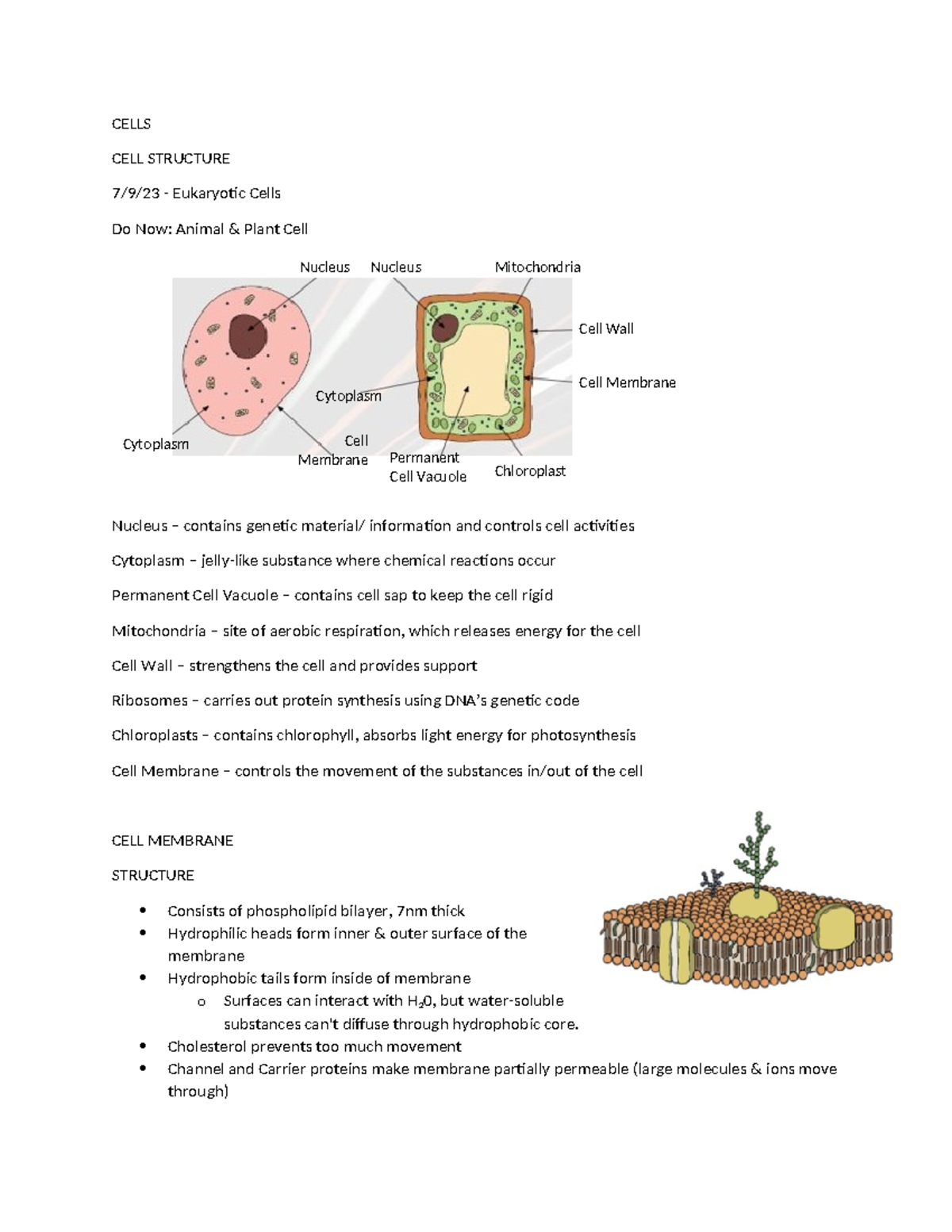 7-9-23 Eukaryotic Cells - CELLS CELL STRUCTURE 7/9/23 - Eukaryotic ...