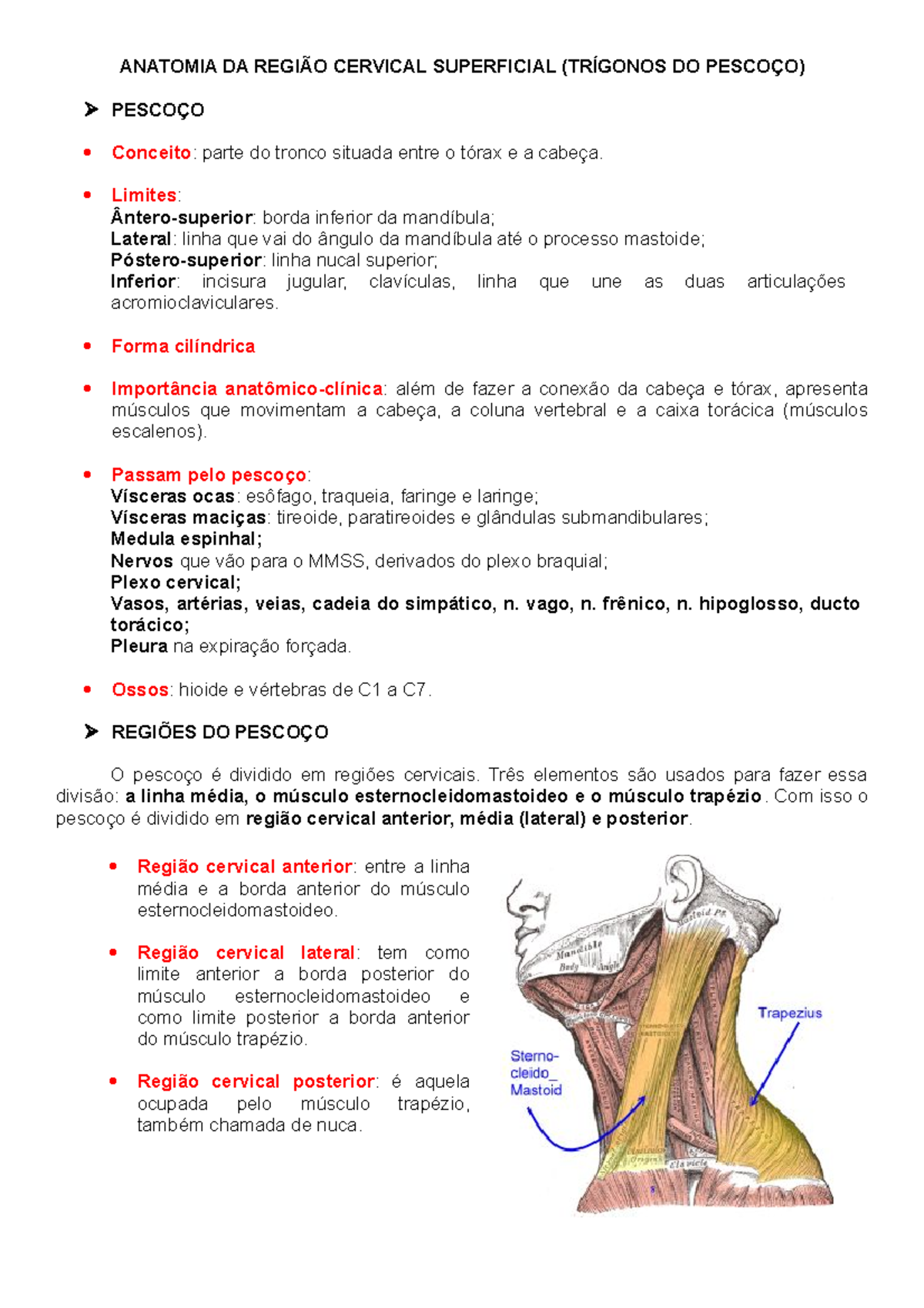Trígonos do pescoço - ANATOMIA DA REGIÃO CERVICAL SUPERFICIAL (TRÍGONOS ...