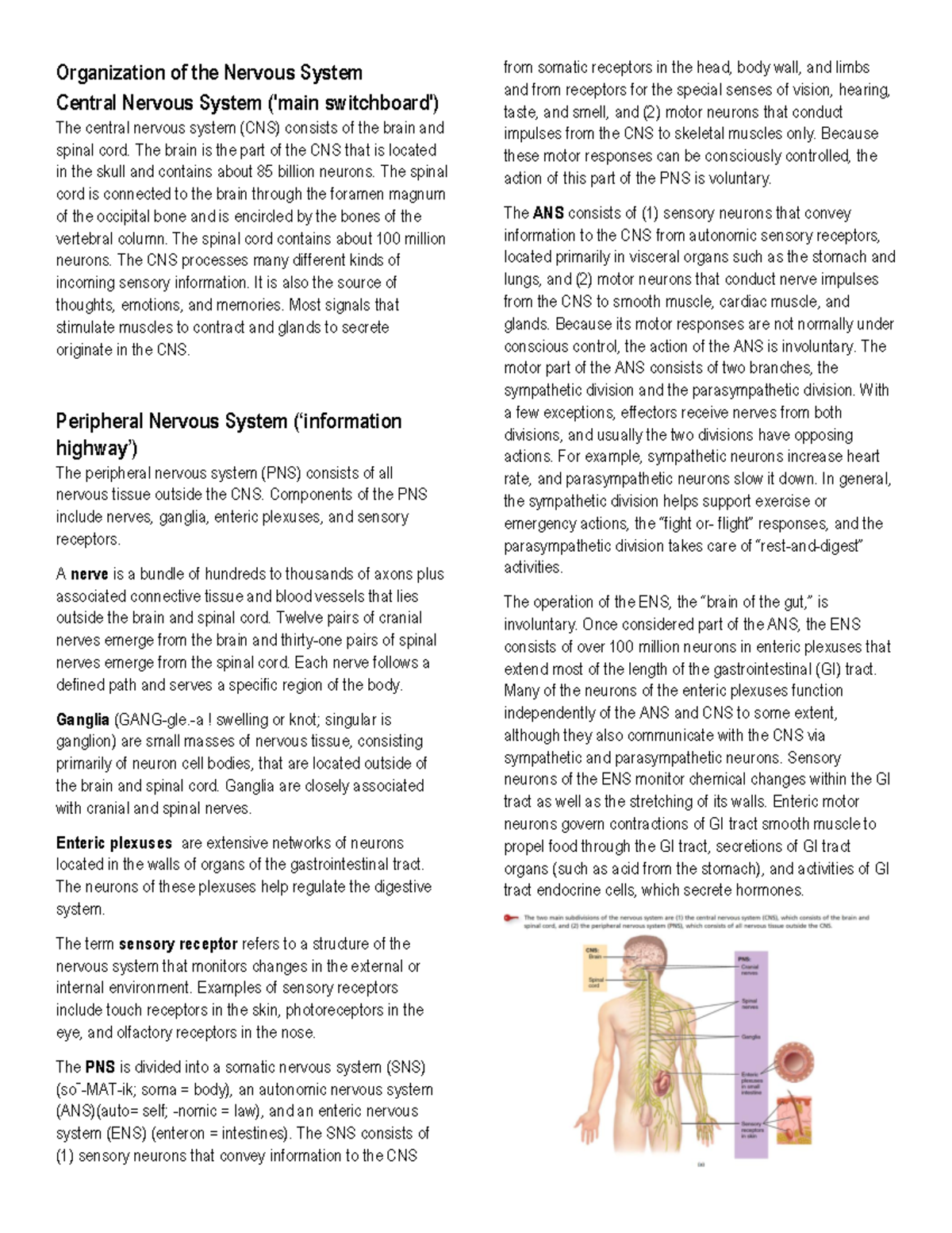 NS Organization of the Nervous System - Fundamentals of Biology - La ...