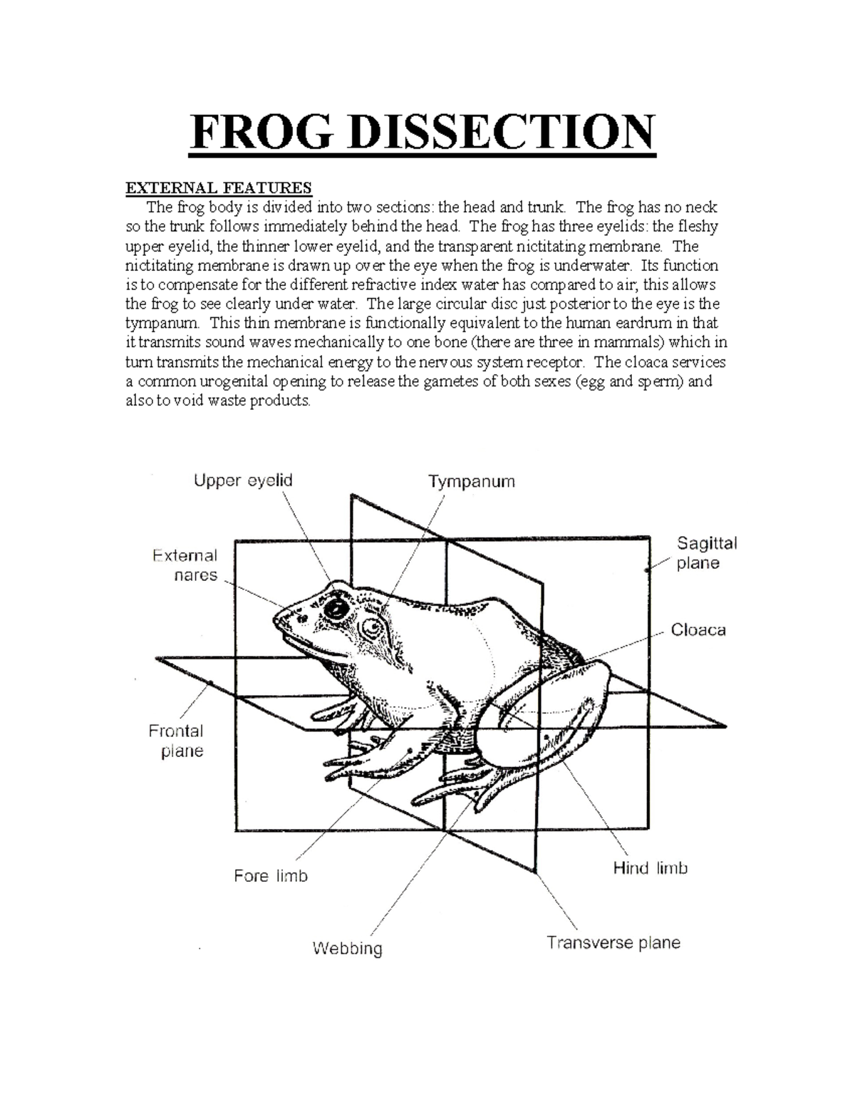 External Muscular - YFJGCHVJK - FROG DISSECTION EXTERNAL FEATURES The ...