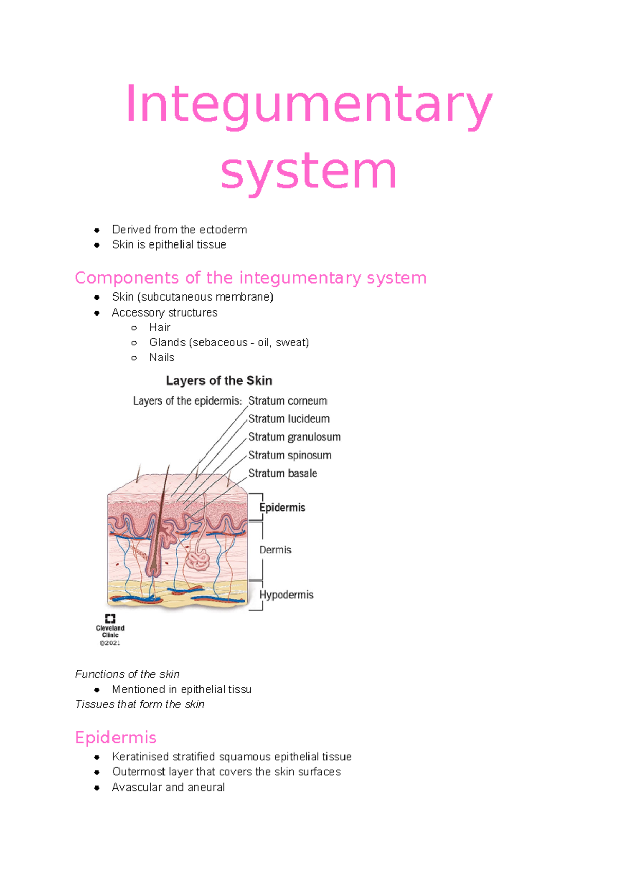 Integumentary system - skin anatomy notes - Integumentary system ...