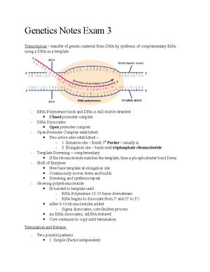 10-29-15 Genetics Exam 3 Notes - 10/29/15 Genetics Notes Eukaryotic ...