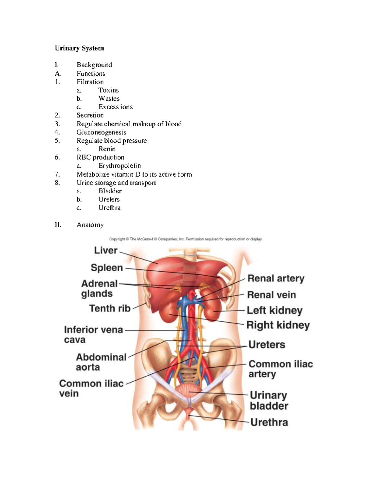 Urinary System - lecture summary - Urinary System I. Background A ...
