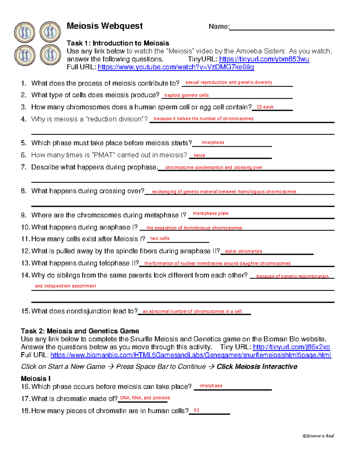 Meiosis webquest - ©Science is Real Meiosis Webquest Name: Task 1 ...