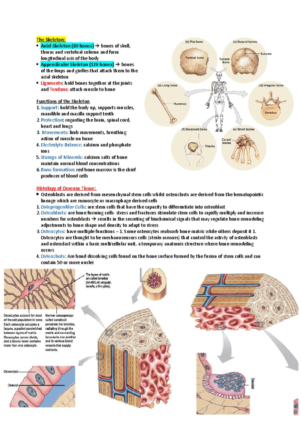 Skeletal muscle - Detailed and colour coded notes for Anatomy - The ...