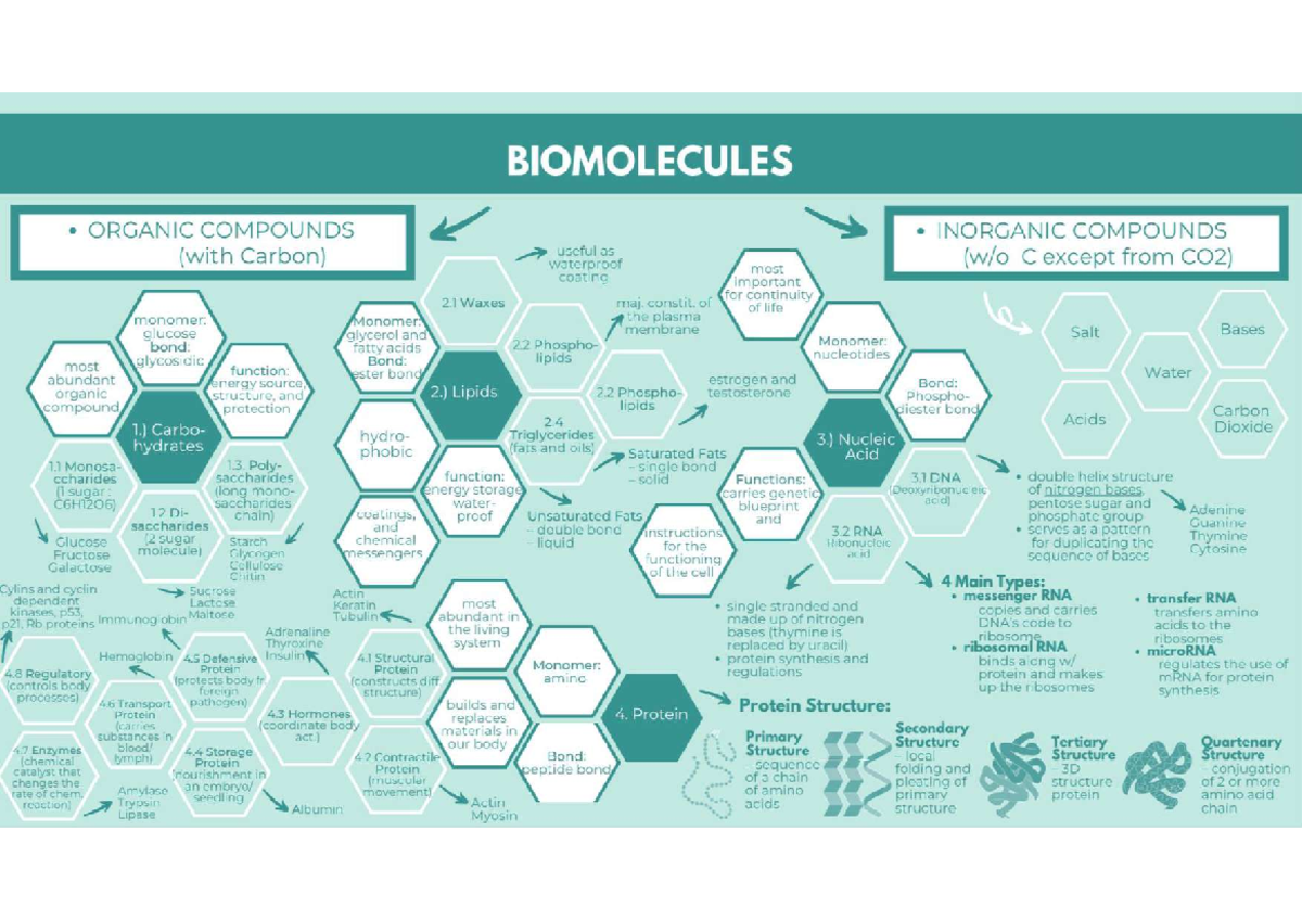 Biomolecules - Biology - Studocu