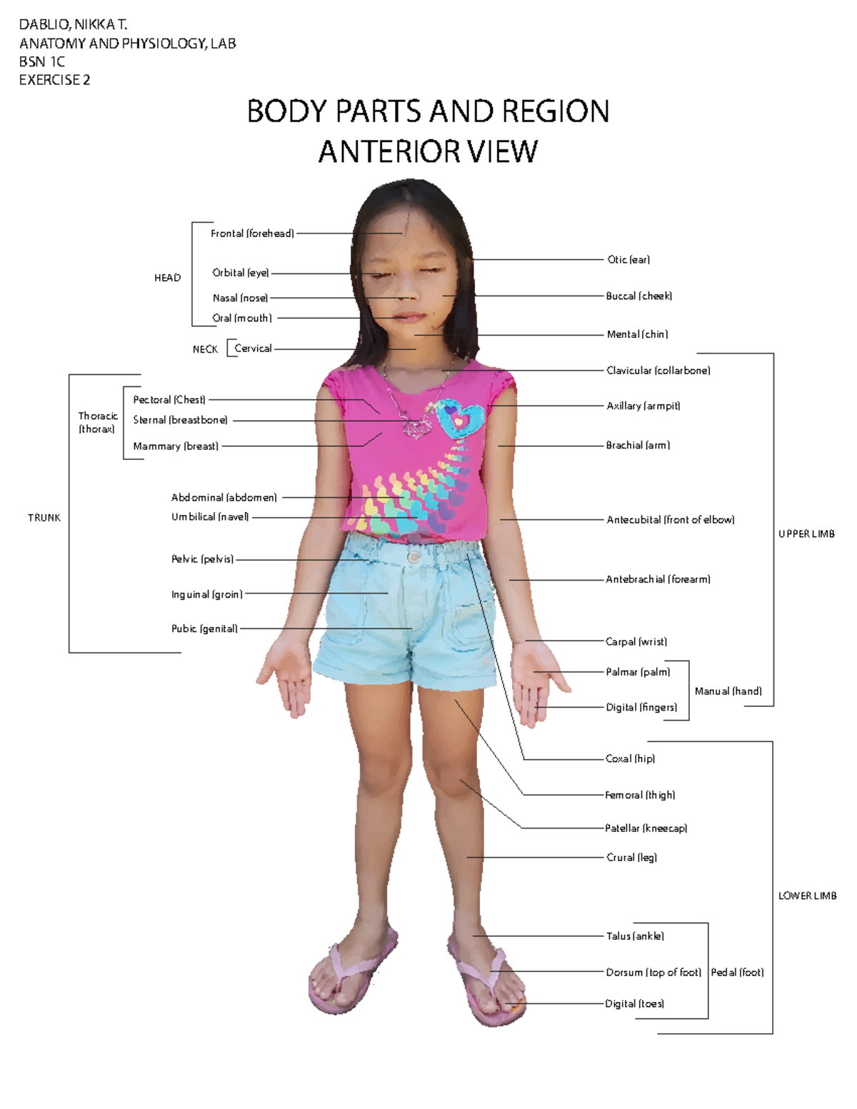 Human Atlas Body Parts and Regions - Frontal (forehead) Orbital (eye ...