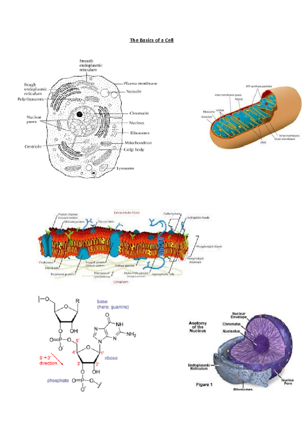 The Basics of a Cell - Lecture notes 19 - MED-MB-S - The Basics of a ...