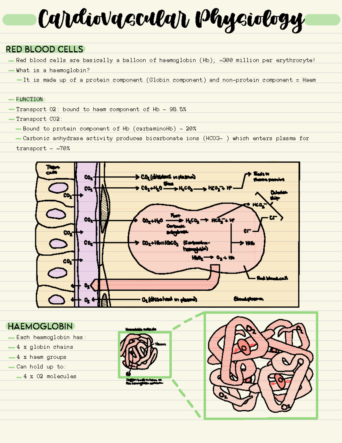 BM1032 22 - C diovascul Physiology Red blood cells are basically a ...