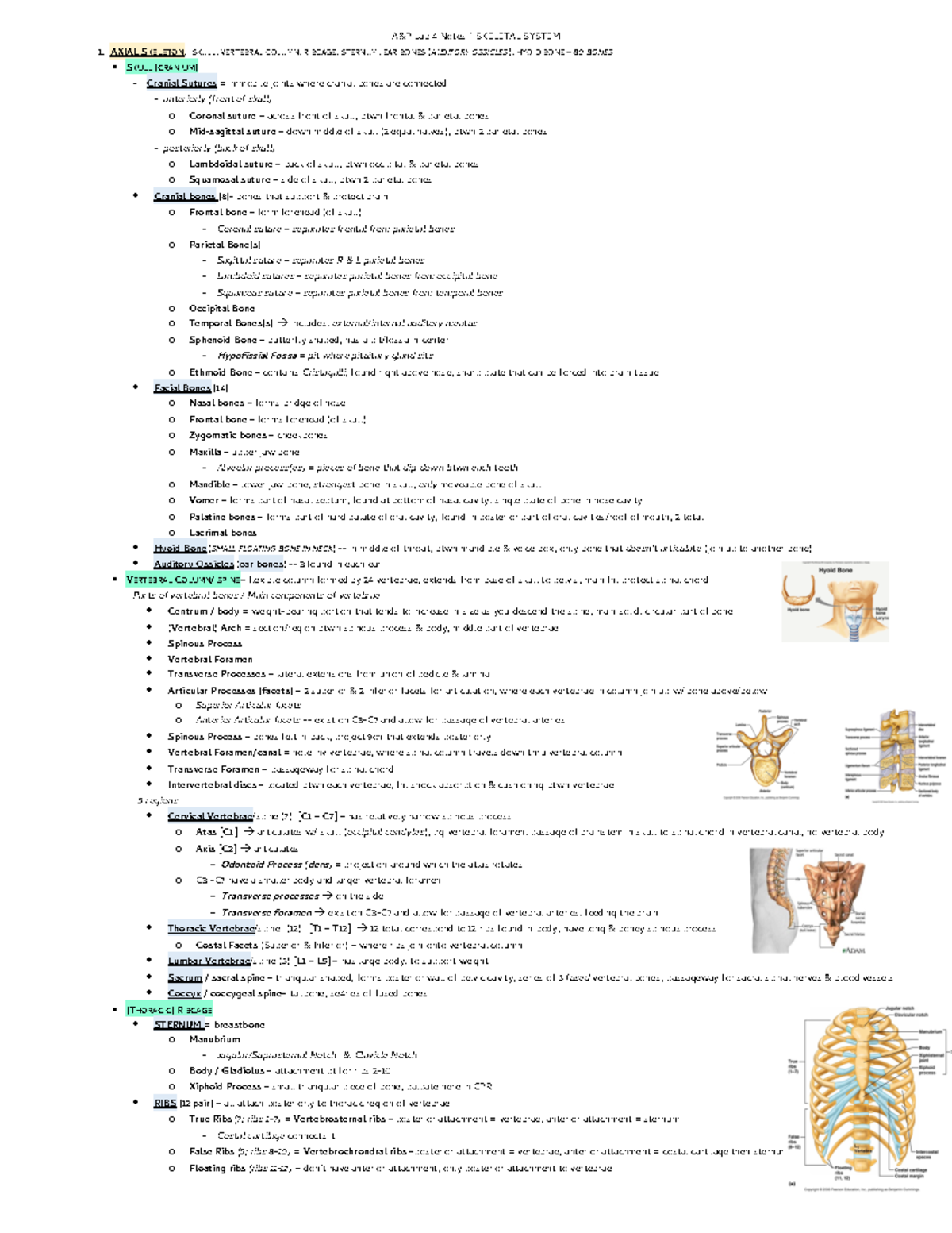 A&P Lab 4 - class notes - A&P Lab 4 Notes ~ SKELETAL SYSTEM 1. AXIAL ...