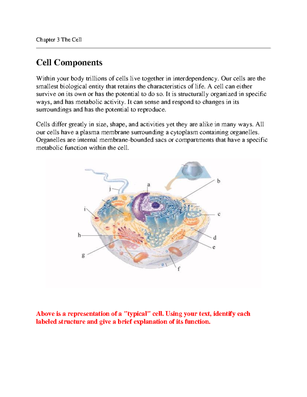 Cells - Class Notes - Chapter 3 The Cell Cell Components Within your ...