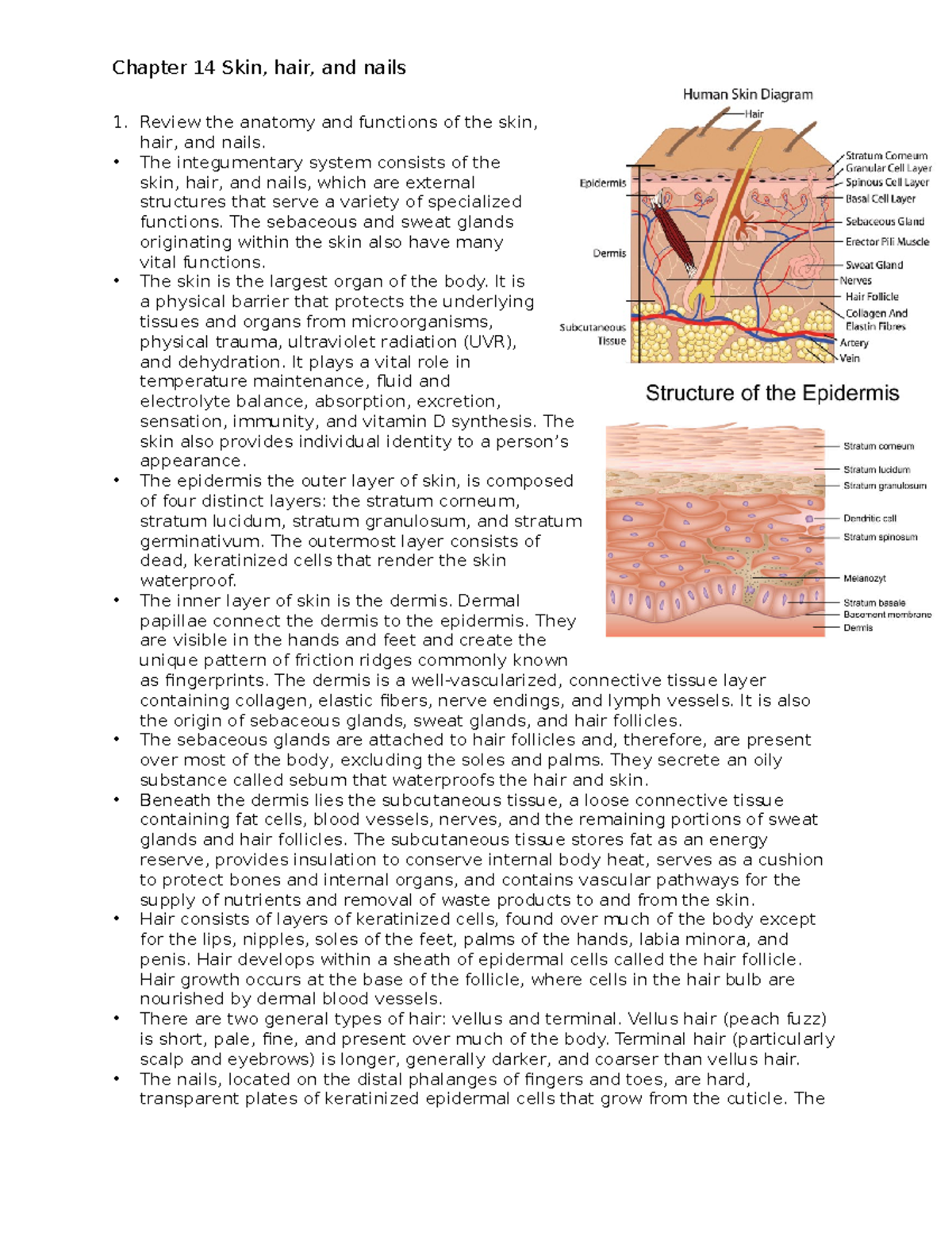 Chapter 13 - Review the anatomy and functions of the skin, hair, and ...