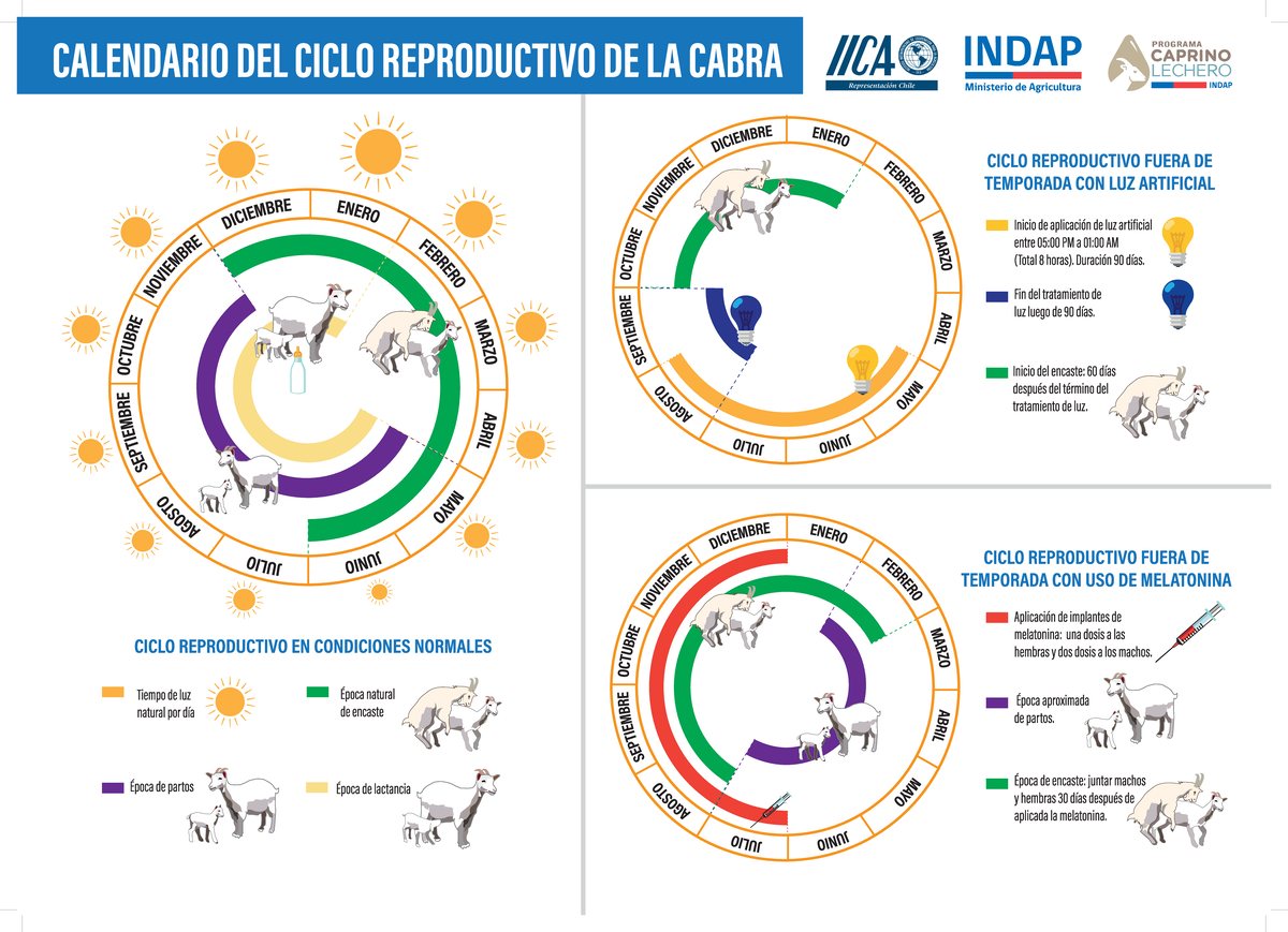 Ciclo reproductivo de la cabra - PROGRAMA INDAP CAPRINO IICA LECHERO ...