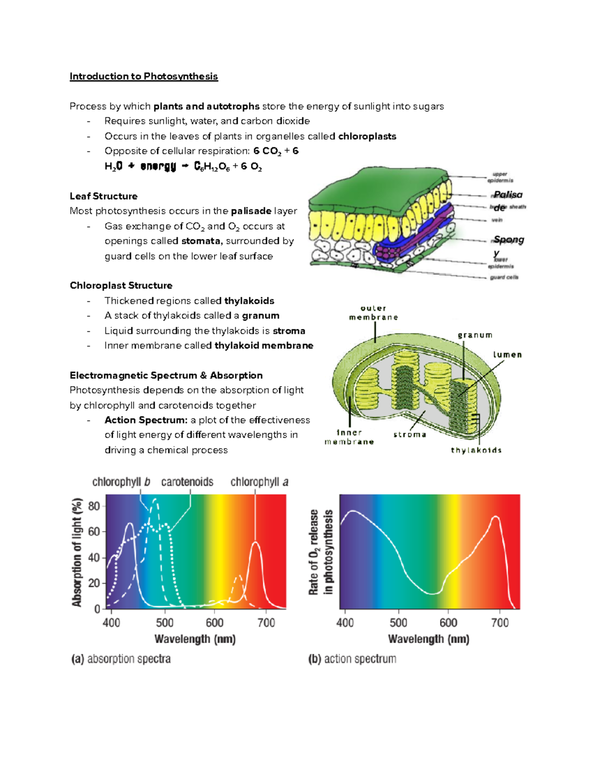 Introduction to Photosynthesis - Introduction to Photosynthesis Process ...