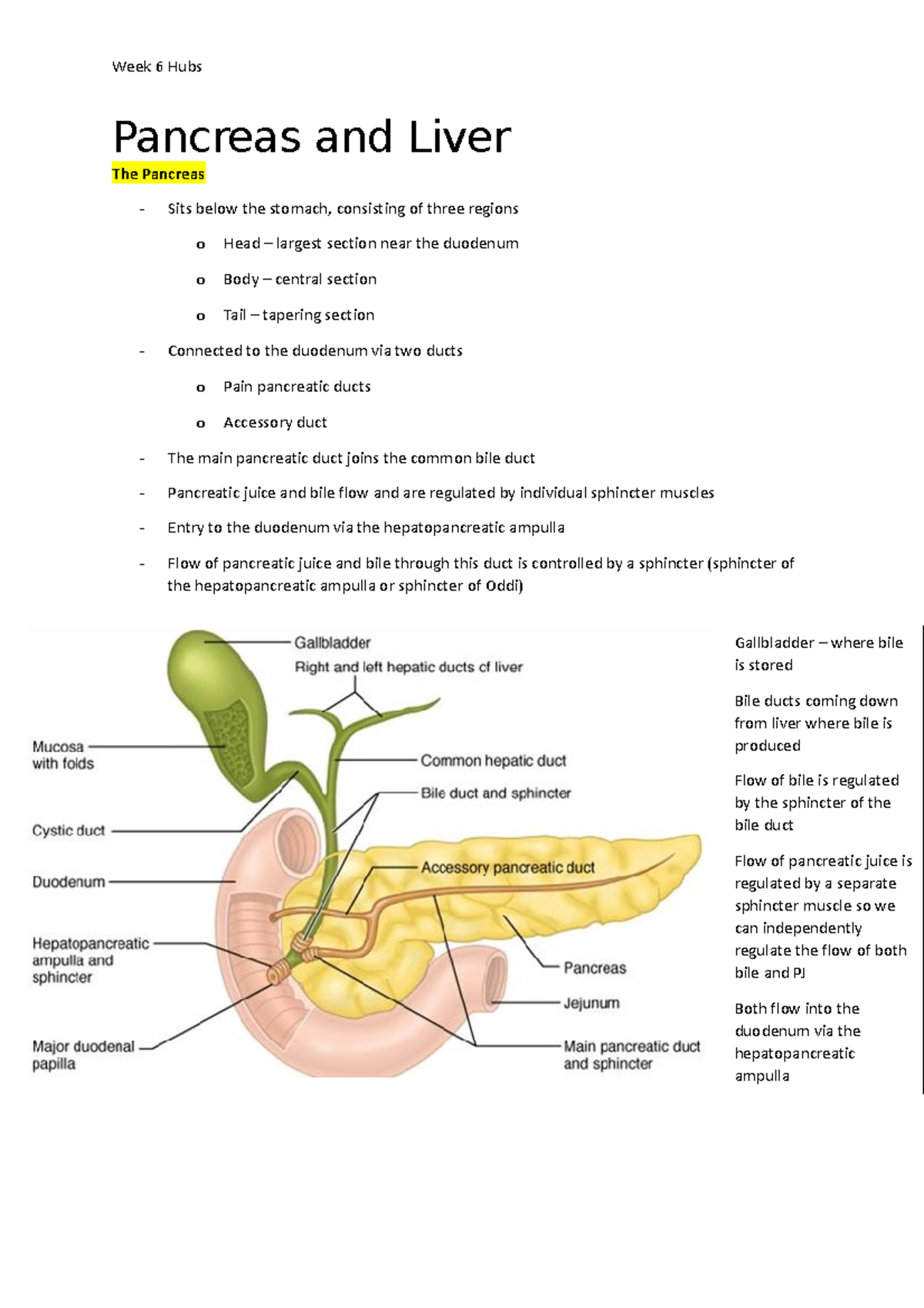 The Pancreas - Pancreas and Liver The Pancreas - Sits below the stomach ...