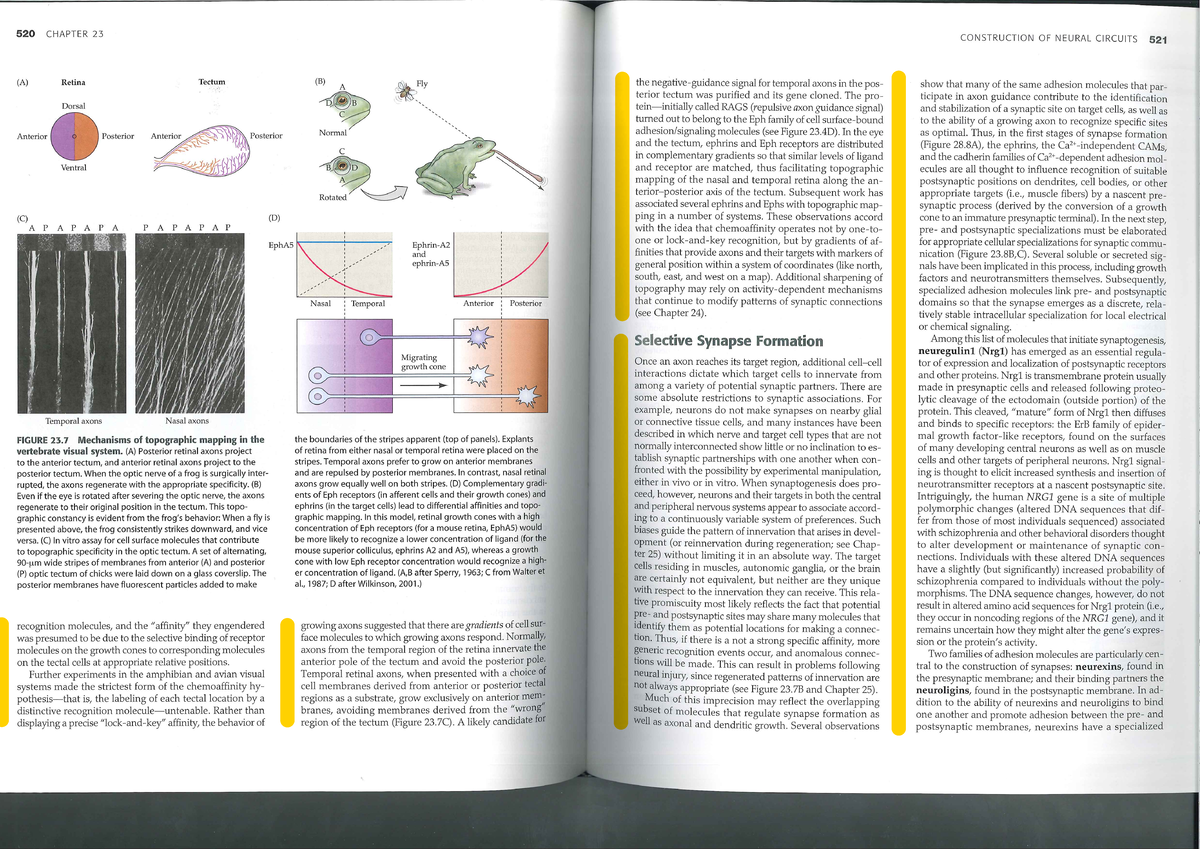 Dev Brain - Postnatal brain development - Neuropsicologia - Studocu