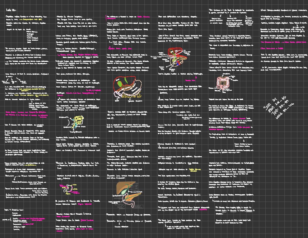 LAB 15 Digestion 2021 3 - Lab Midterm Notes - Summaries - Answer Key ...
