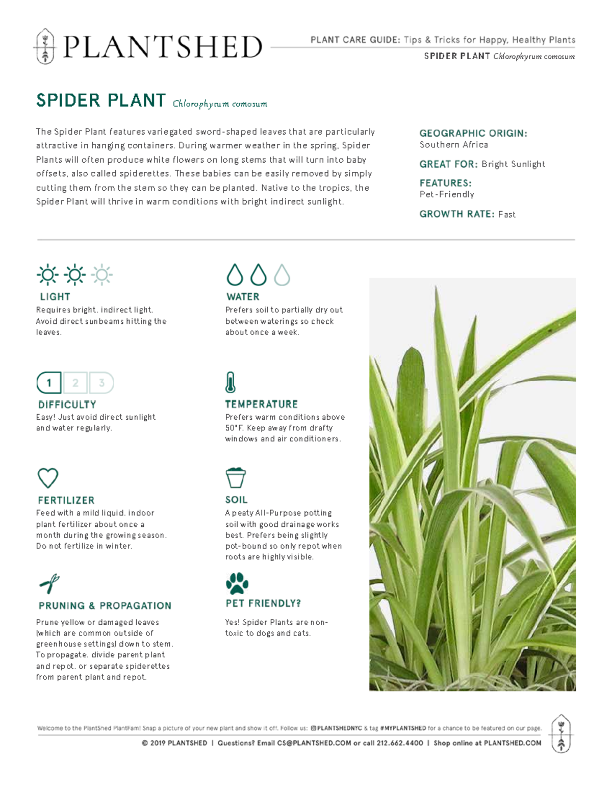 Spiderplant - sfesf - SPIDER PL ANT Chlorophytum comosum Southern ...