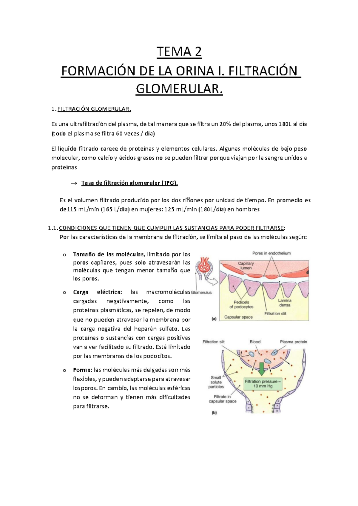 TEMA 2 Fisio - TEMA 2 FORMACI”N DE LA ORINA I. FILTRACI”N GLOMERULAR. 1. FILTRACI”N GLOMERULAR ...