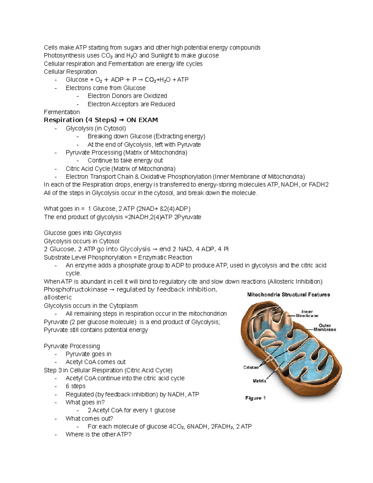Chapter 9 - Lecture notes 9 - Cells make ATP starting from sugars and ...