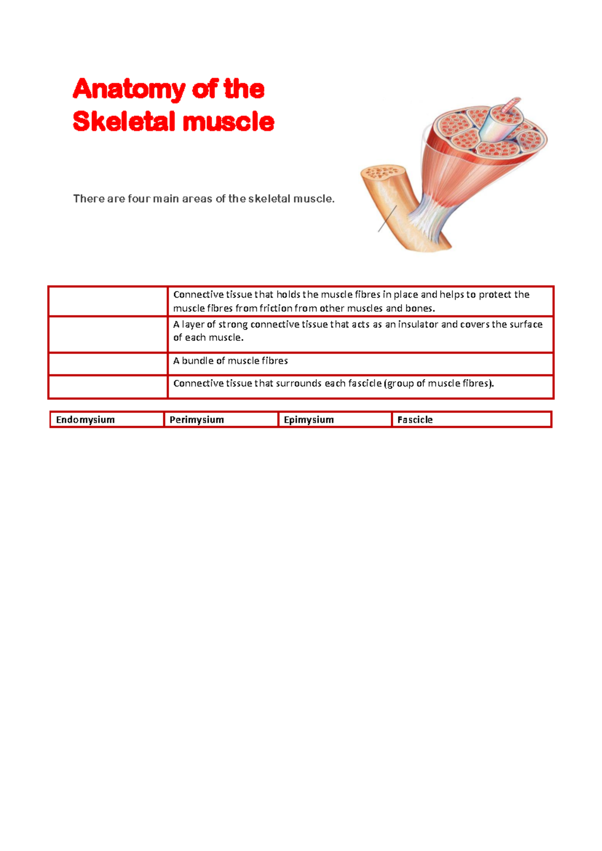 Anatomyskelmusclestest - Anatomy of the Skeletal muscle There are four ...