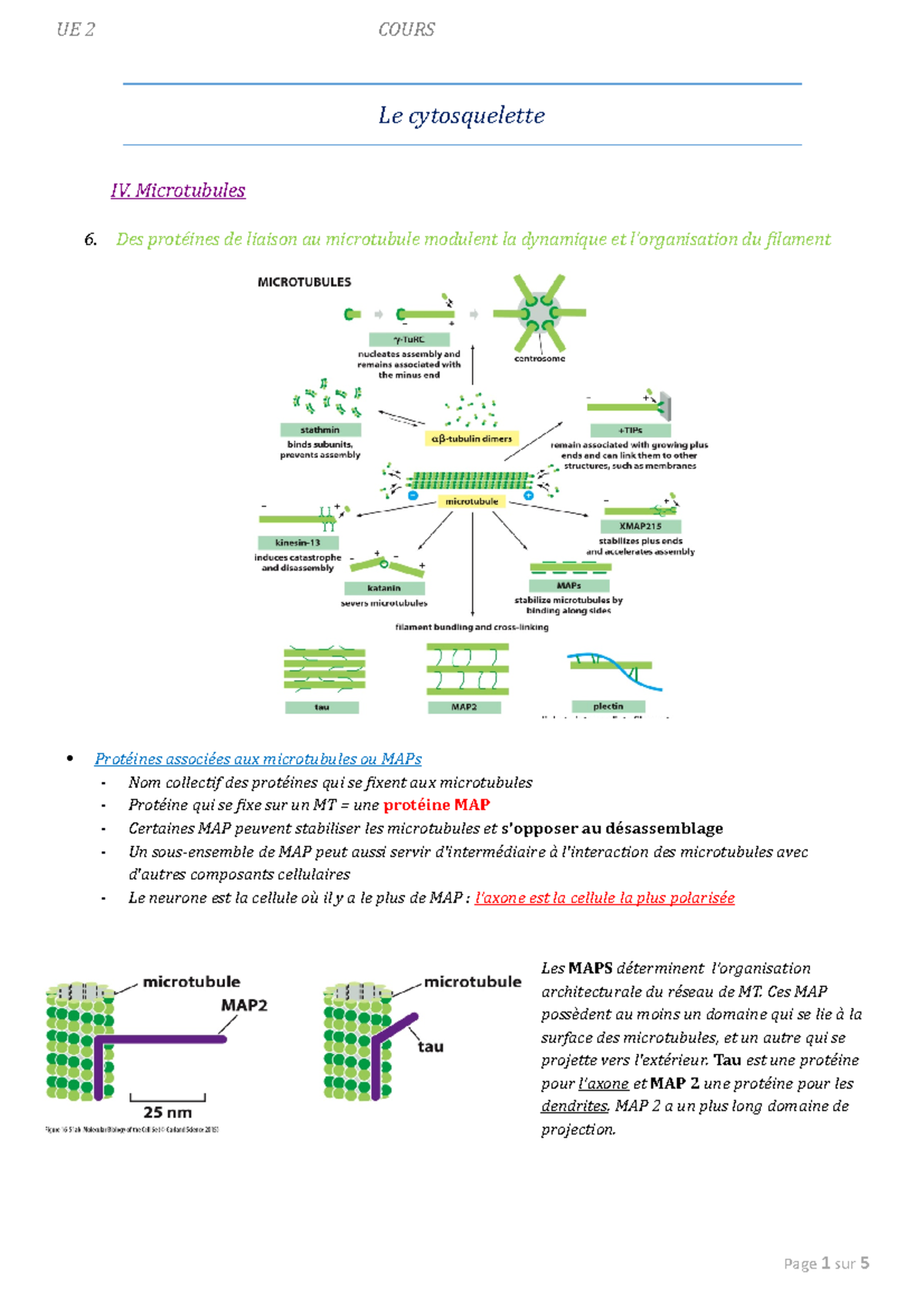 C9 - Le cytosquelette 3 - Notes de cours 9 - Le cytosquelette IV ...