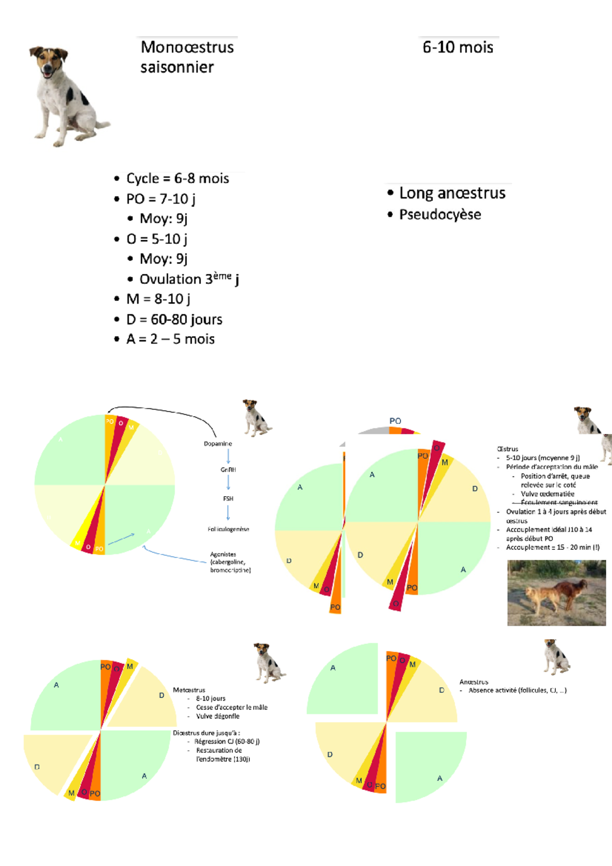 Cycle Chienne - Fichier à annoter - Physiologie de la reproduction ...