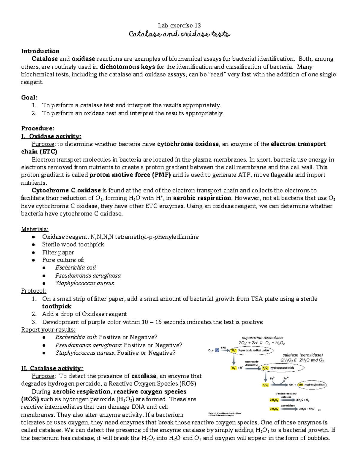 Lab exercise 13 - Catalase and oxidase-1 - Lab exercise 13 Catalase and ...