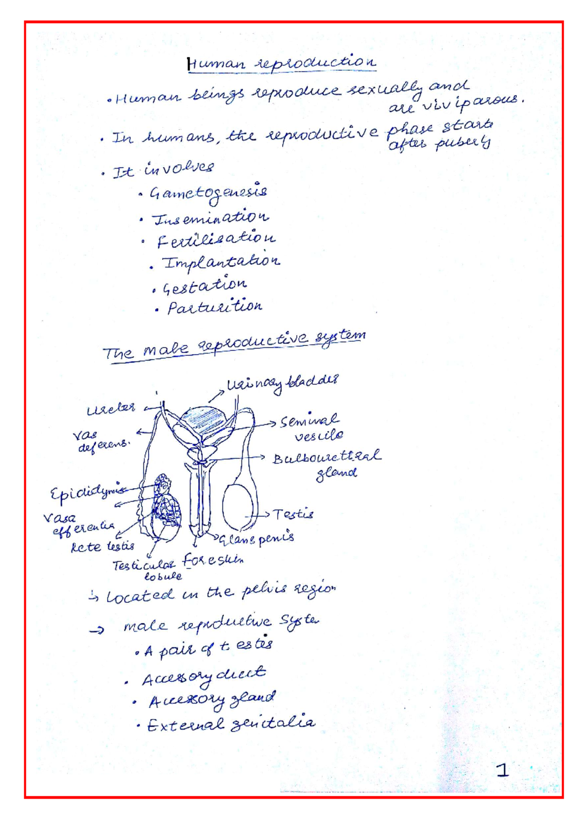 Class 12 ncert notes human reproduction pdf detailed information seep ...