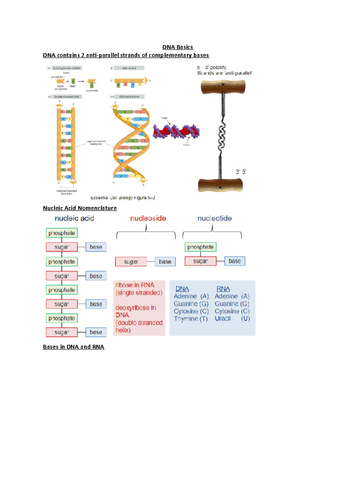 DNA Basics Lecture 32 - MED-MB-S - QUB - Studocu