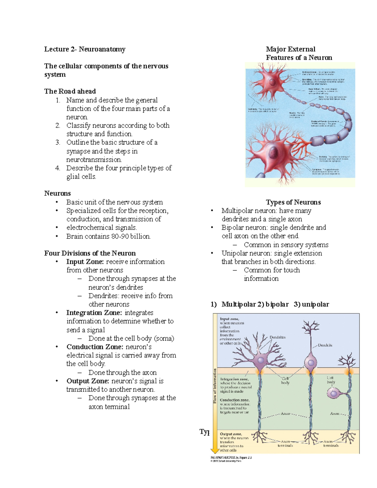 Lecture 2- Neuroanatomy - Name and describe the general function of the ...