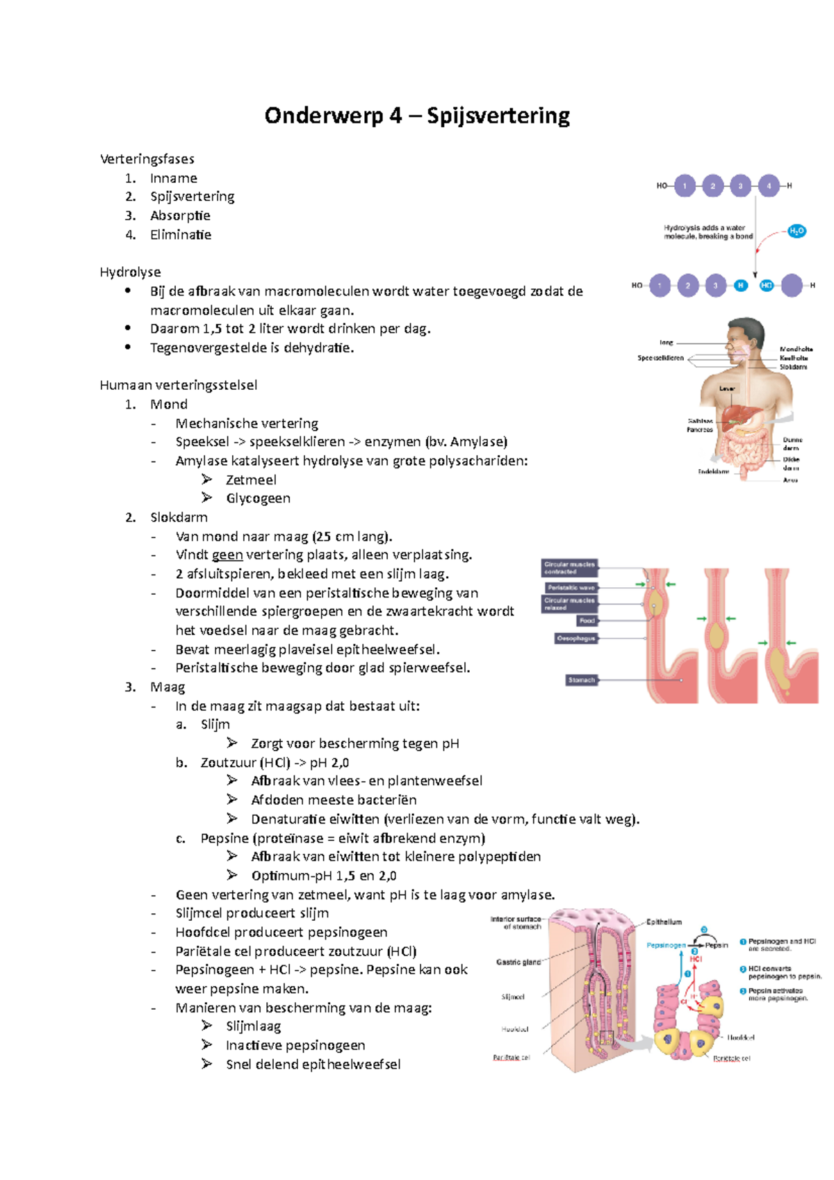 Onderwerp 4 - Spijsvertering - Onderwerp 4 – Spijsvertering ...