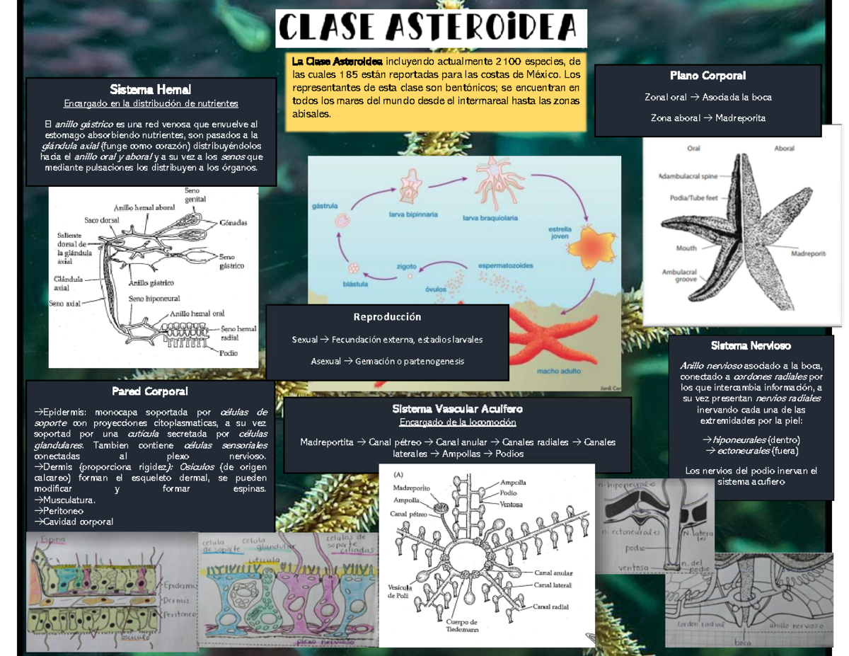 Clase Asteroidea. Esquemas - La Clase Asteroidea incluyendo actualmente ...
