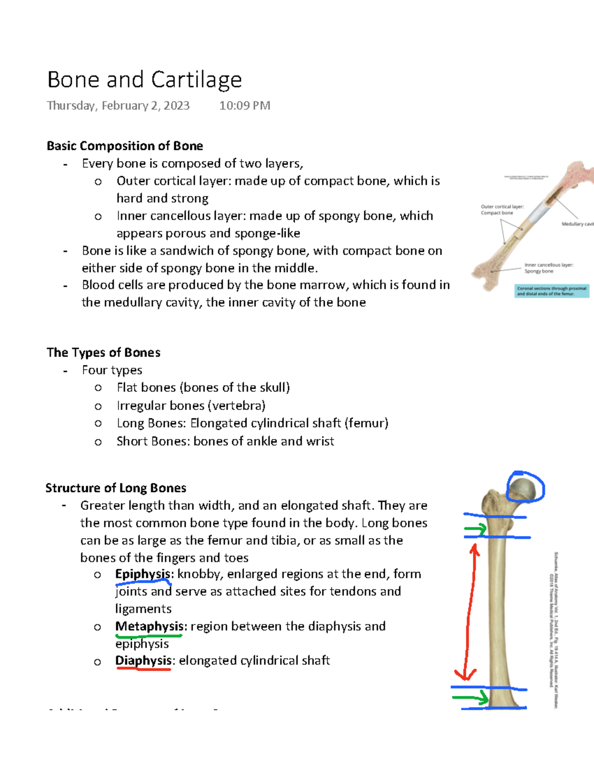 Bone and Cartilage - notes - Basic Composition of Bone Every bone is ...